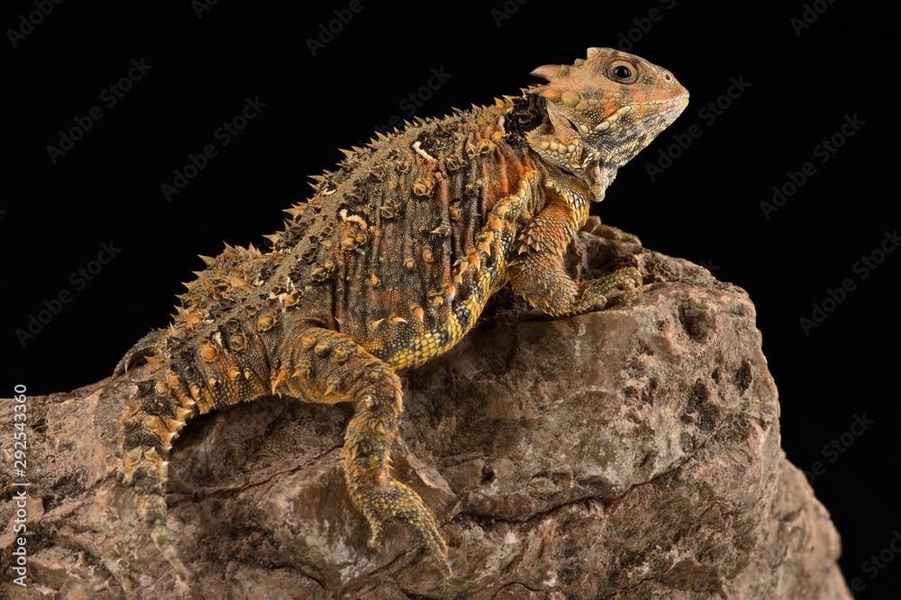Mountain Horned Lizard