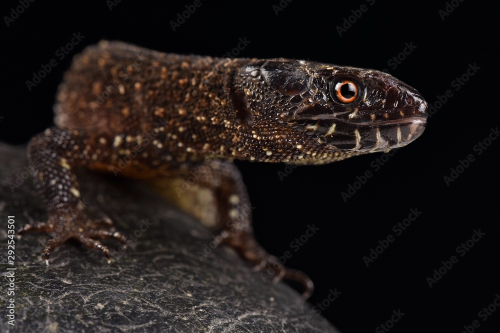 Xantusiidae