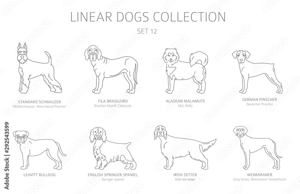 Simple line dogs collection isolated on white. Dog breeds. Flat style ...