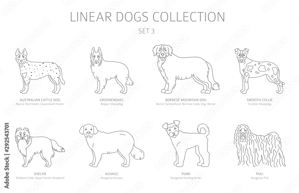 Simple line dogs collection isolated on white. Dog breeds. Flat style ...