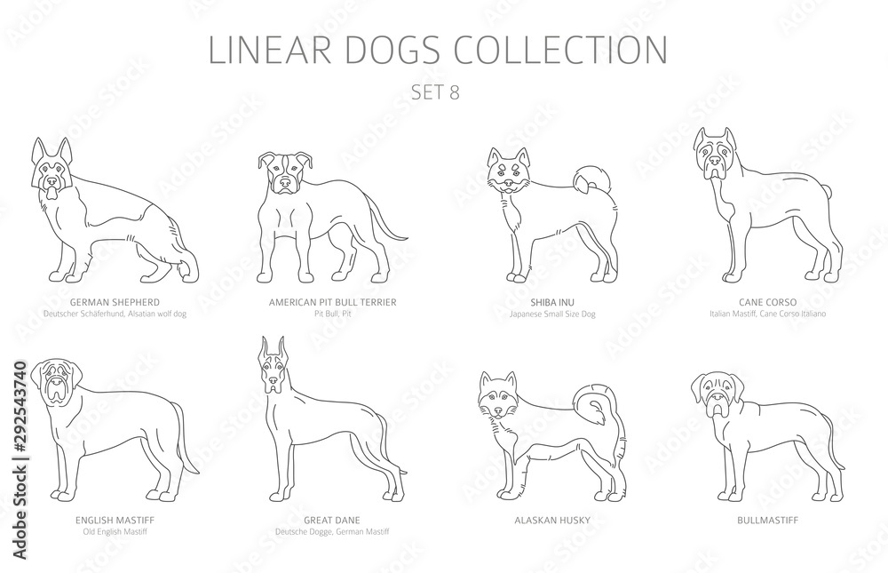 Simple line dogs collection isolated on white. Dog breeds. Flat style ...