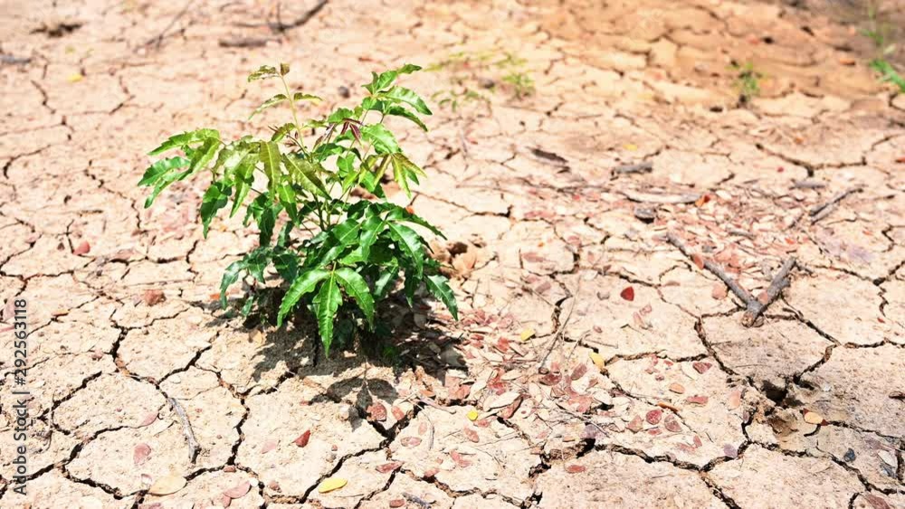4K A tree growing on cracked ground. Water shortage and drought concept ...