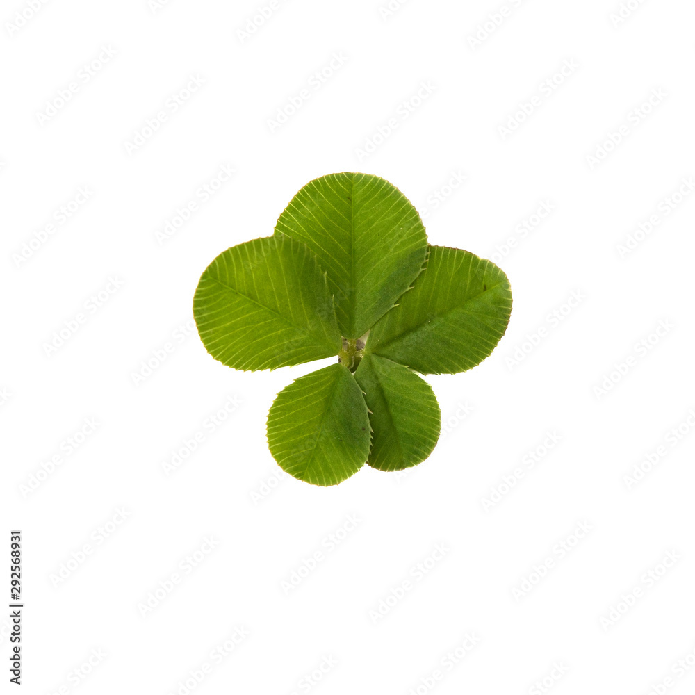 Real Irish Four Leaf Clover