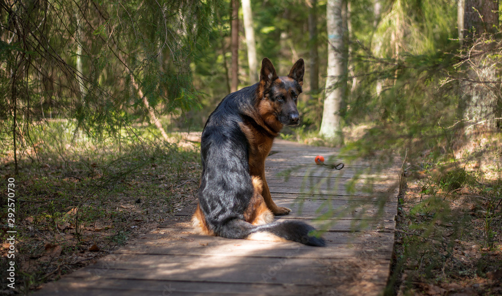 Dog breed German shepherd sitting on a wooden bridge in the woods and ...