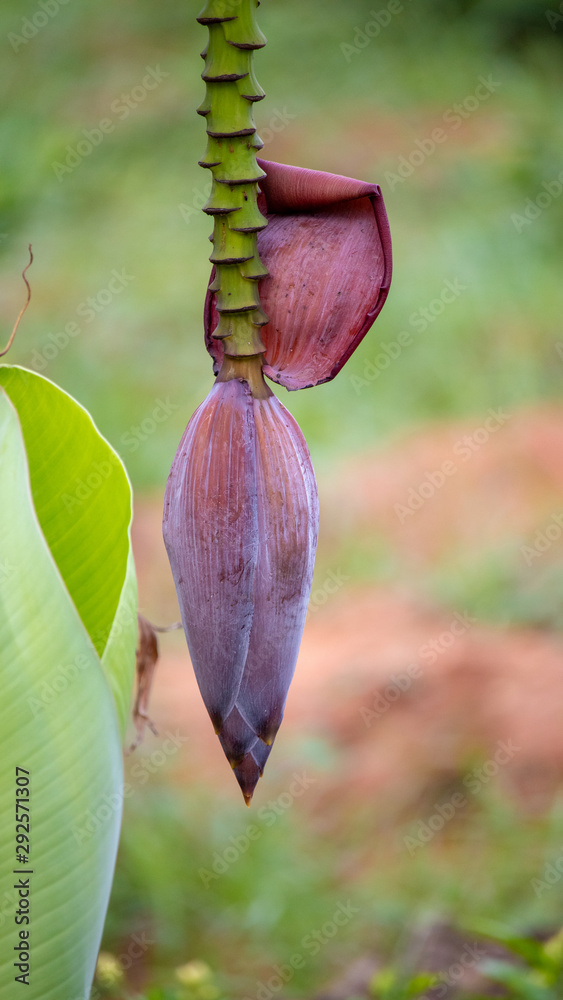 Purple Musa balbisiana or Banana Fruit Plant's Male Bud or peduncle and ...