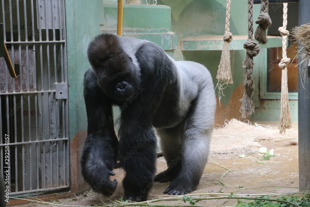 Foto de Gorilla named Bokito in the Rotterdam Blijdorp Zoo, famous due ...