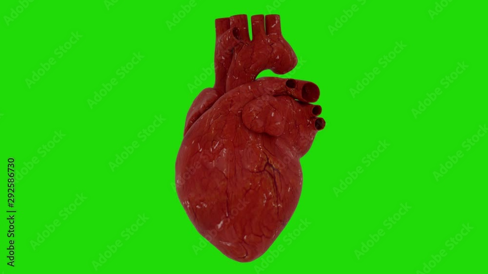 Anatomic human heart animation with green screen, 3d rendering vídeo do ...