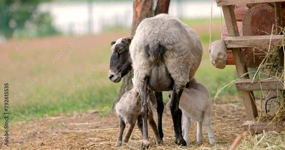 Two little lamb eat milk from a sheep. Sheep with lambs eat in the ...