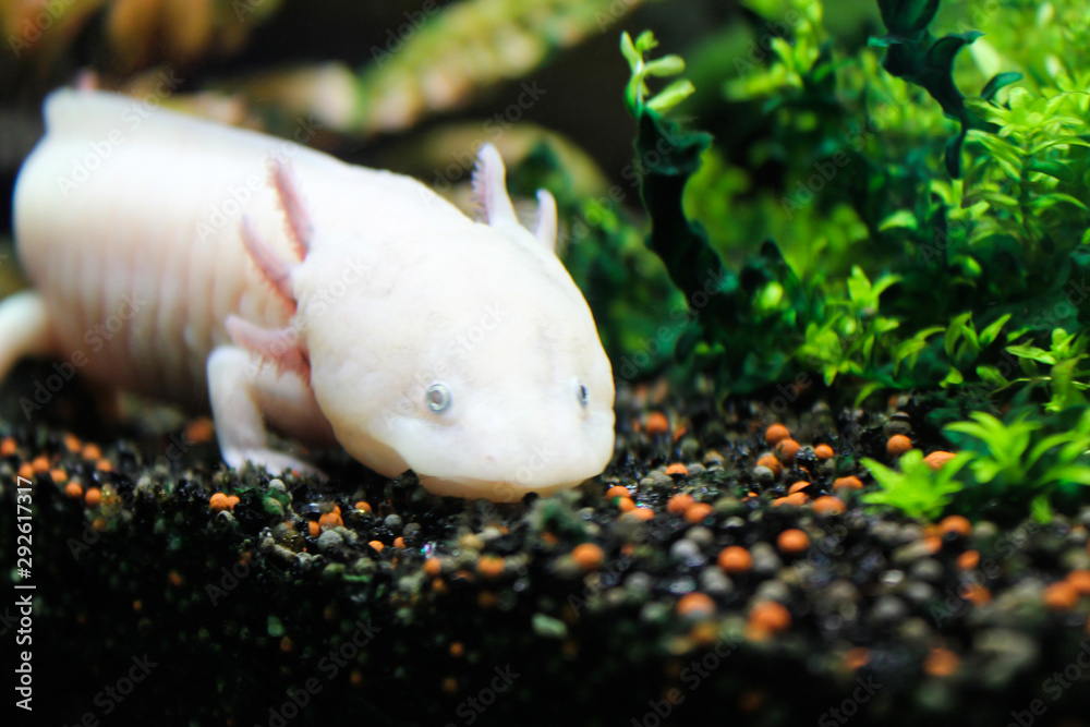 Axolotl lying on the small rocks. Sea and ocean life backdrop with ...