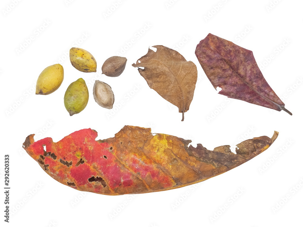 Top view dry leaves and seeds of Terminalia catappa on wood texture ...