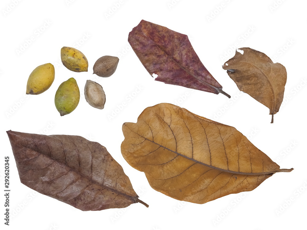 Top view dry leaves and seeds of Terminalia catappa isolated on white ...