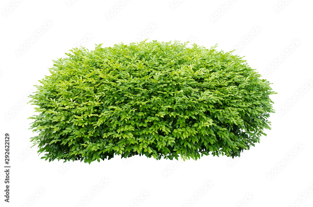 Bush isolated on white background,Objects with Clipping Paths Stock ...
