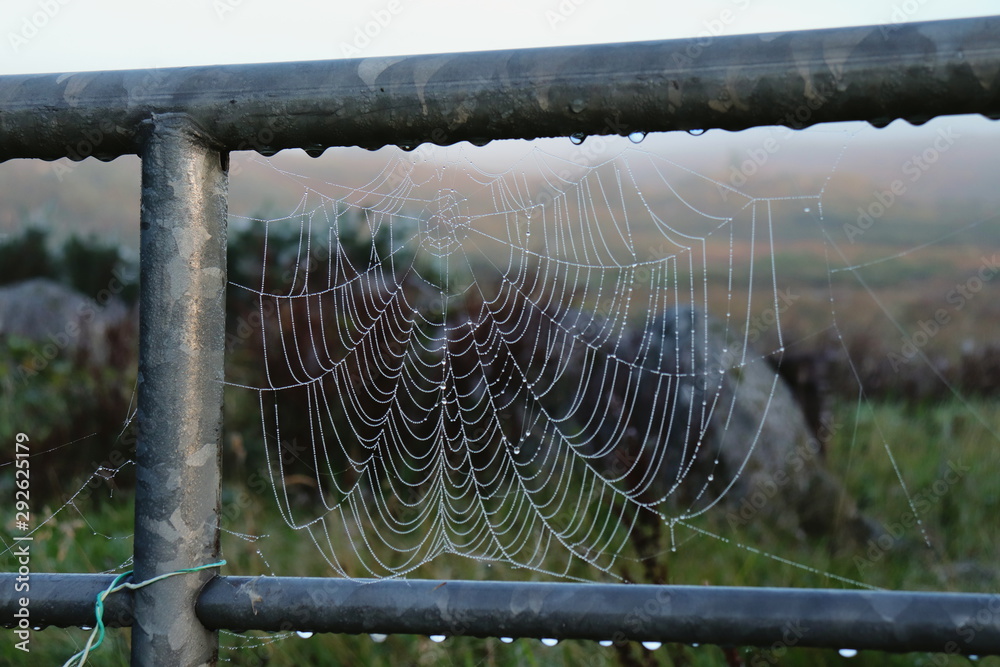 Giant Spider Web Farm