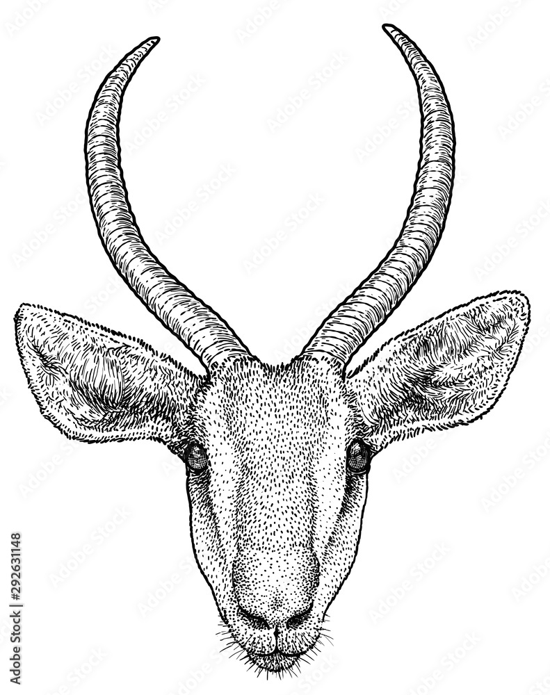 Gazelle portrait illustration, drawing, engraving, ink, line art ...