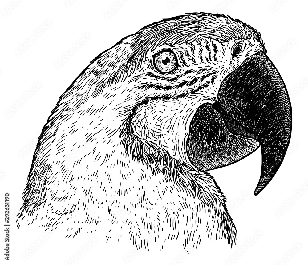 Ara parrot portrait illustration, drawing, engraving, ink, line art ...