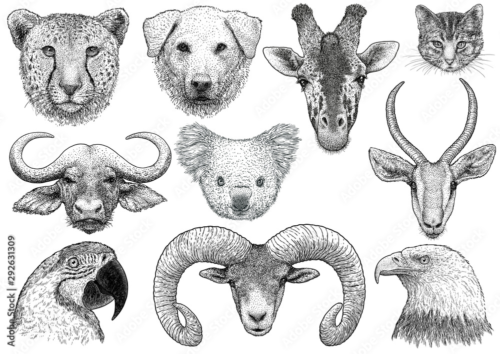 Animal portrait collection illustration, drawing, engraving, ink, line ...