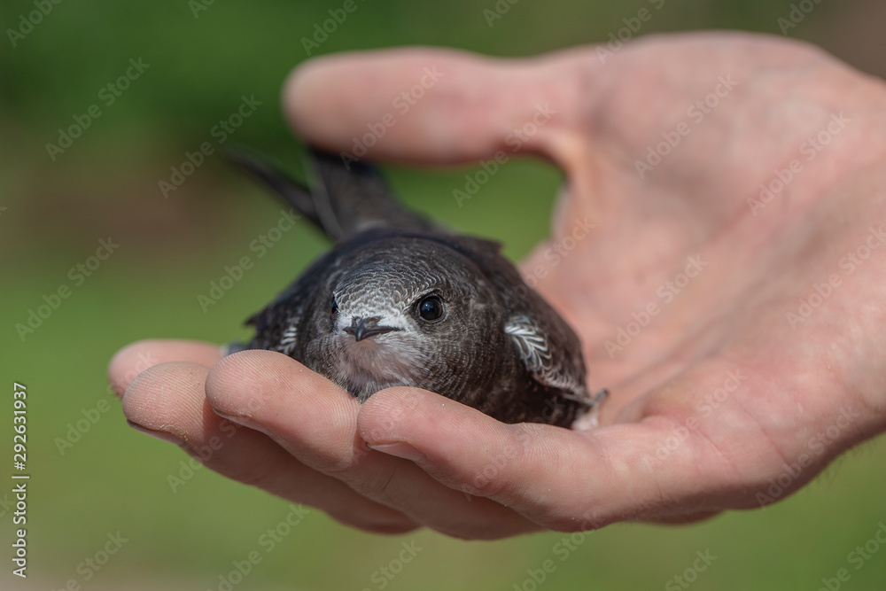 Birds With Human Arms