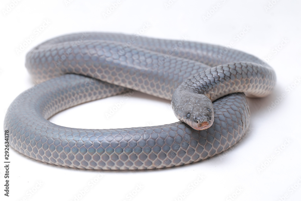Xenopeltis unicolor Shedding it's Skin,Common names: sunbeam snake is a ...