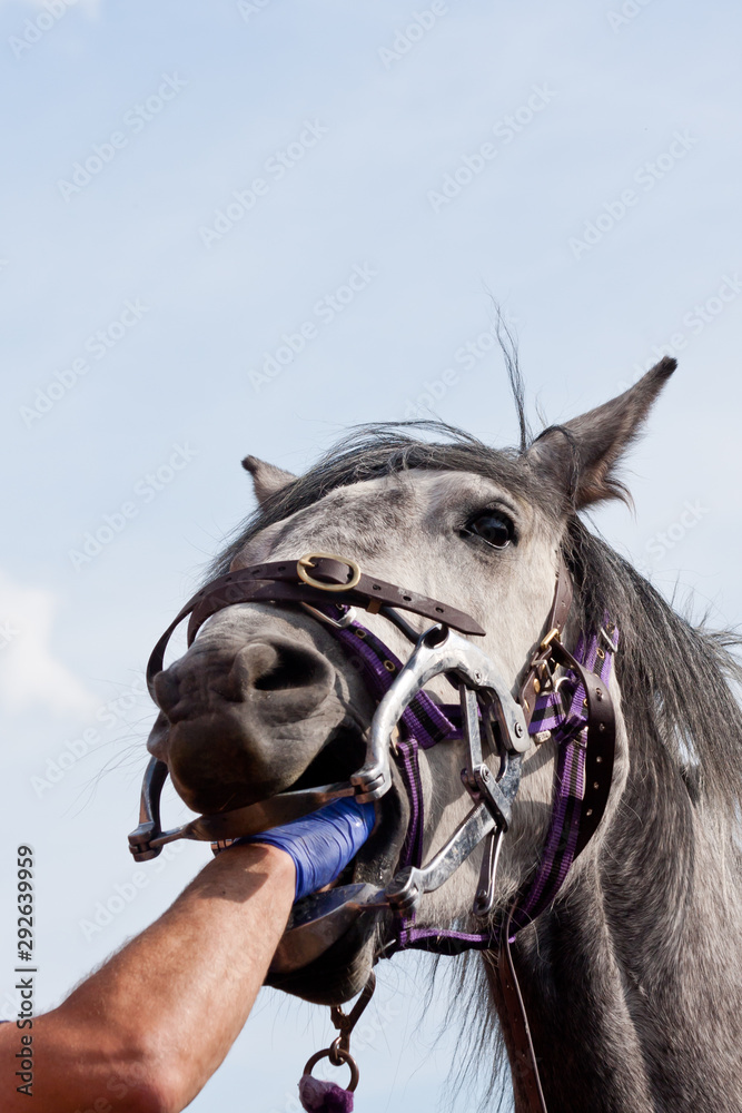 Dental health, a horse getting her teeth checked by the Equine vet ...