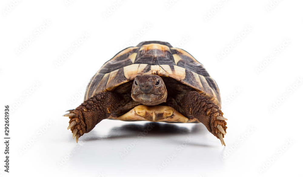 Eastern Hermann's tortoise, European terrestrial turtle, Testudo ...