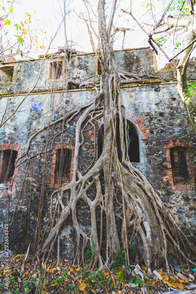 Foto de A tree growing on the wall of the old small fort of La Pointe ...