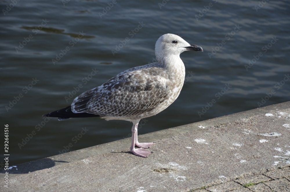 Obraz na płótnie mewa , dzika mewa , biała mewa , port Darłowo ...