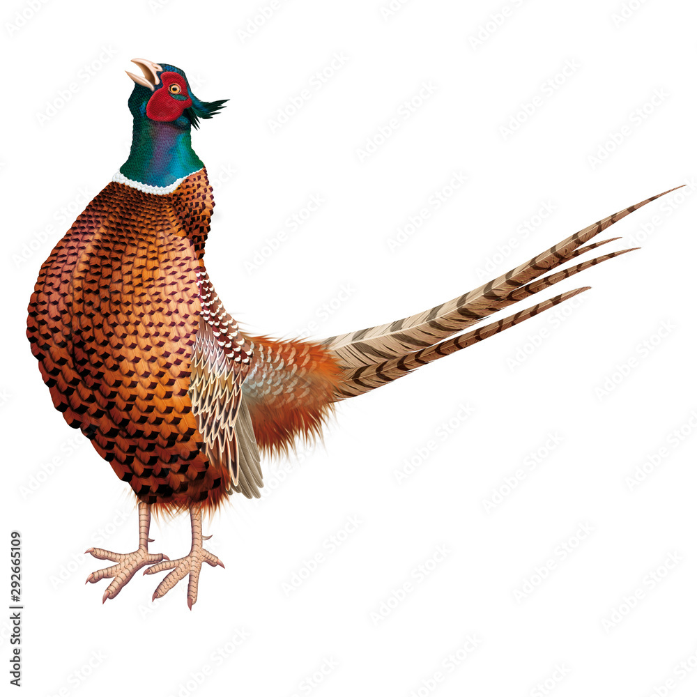 oiseau, faisan, phasianus colchicus, colchide, chant, coq, animal ...
