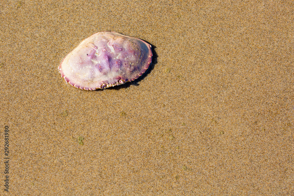 Shells A Crab On Beach