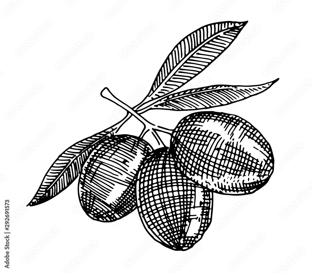Olives. Vector drawing for labels, menus and packaging design. Stock ...