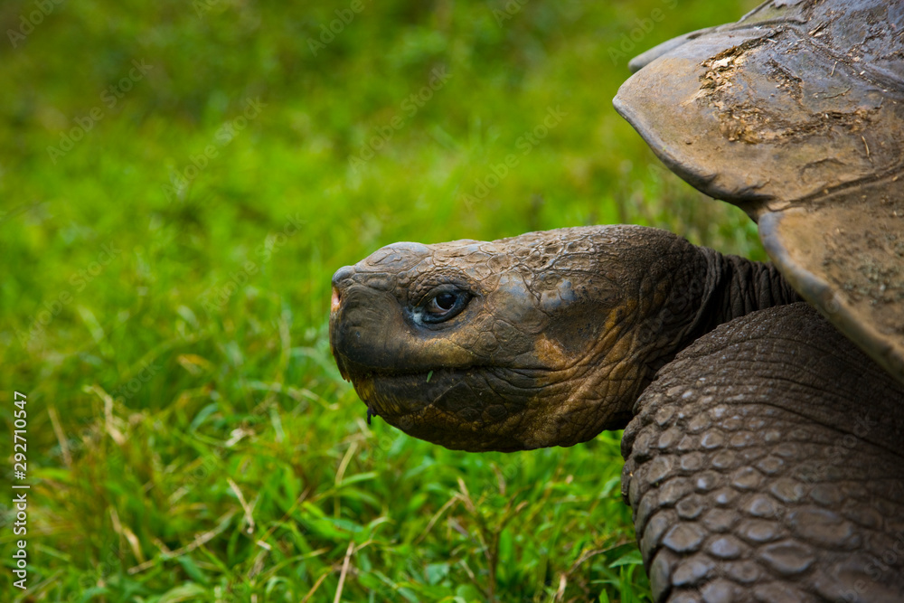 Tortuga gigante (Geochelone nigra), Reserva Natural El Chato, Finca ...