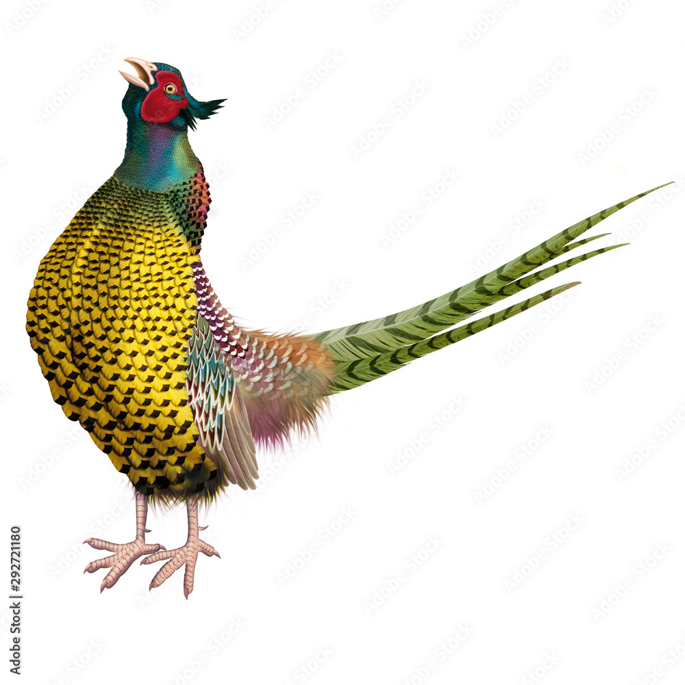 oiseau, faisan, doré, jaune, Eurasie, phasianus colchicus, colchide ...