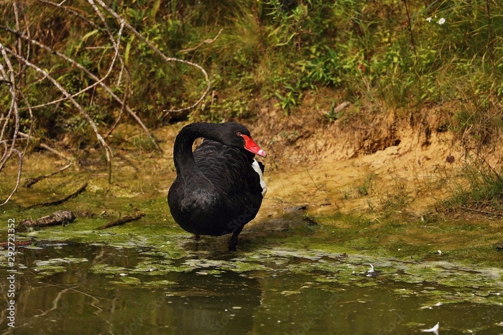 Foto de The black Swan Australia - species of swan from Australia ...