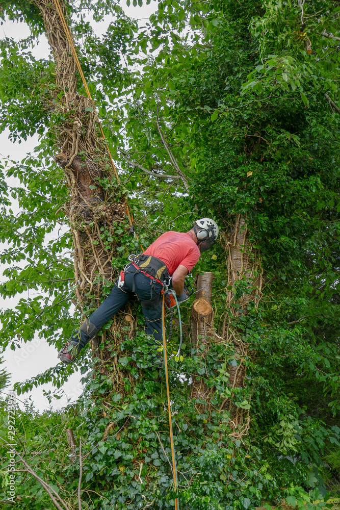 Arborist or tree surgeon roped up a tall tree using a chainsaw Stock ...