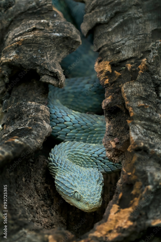 Blue Bush Viper