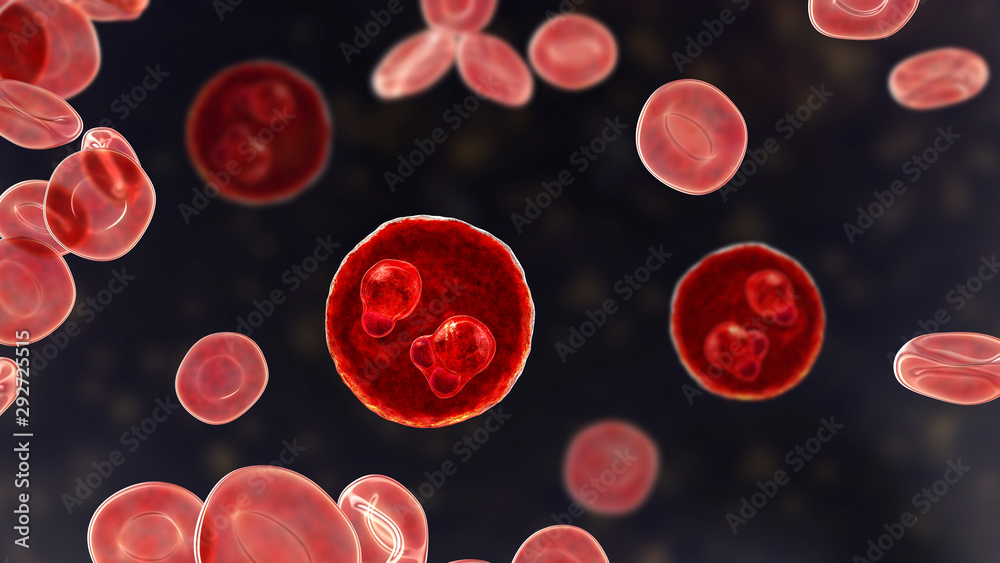 The malaria-infected red blood cells. 3D illustration showing ring-form ...