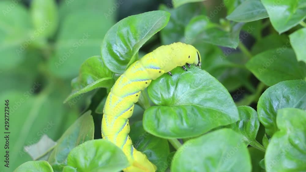 Acherontia styx, the lesser death's head hawkmoth or bee robber, is a ...