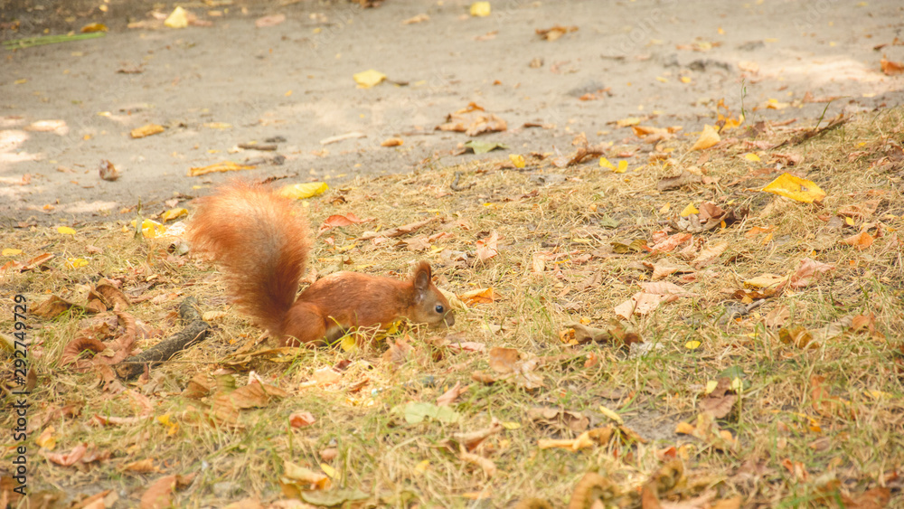 Squirrel, forest animal, nut lover, forest, trees, nature, wild beasts ...
