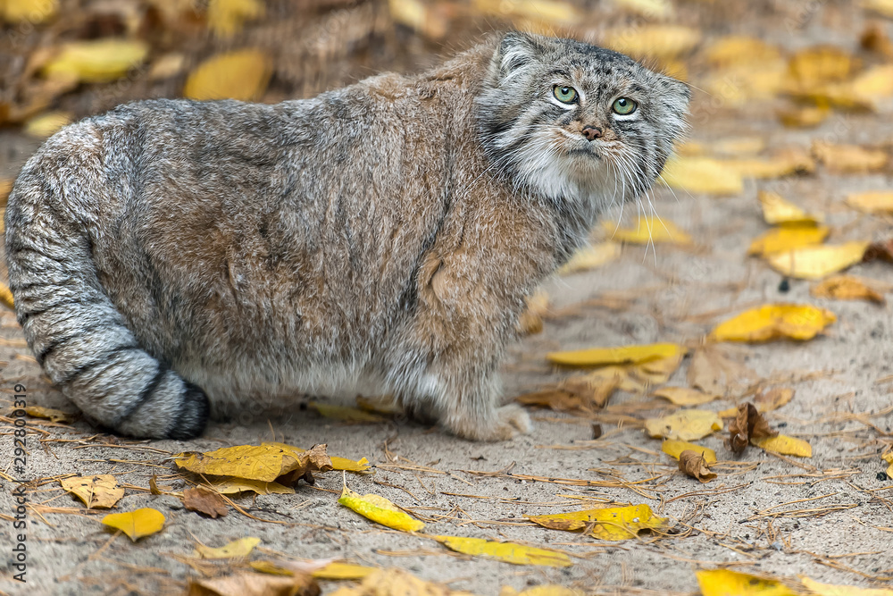 Pallas's cat (Otocolobus manul). Manul is living in the grasslands and ...