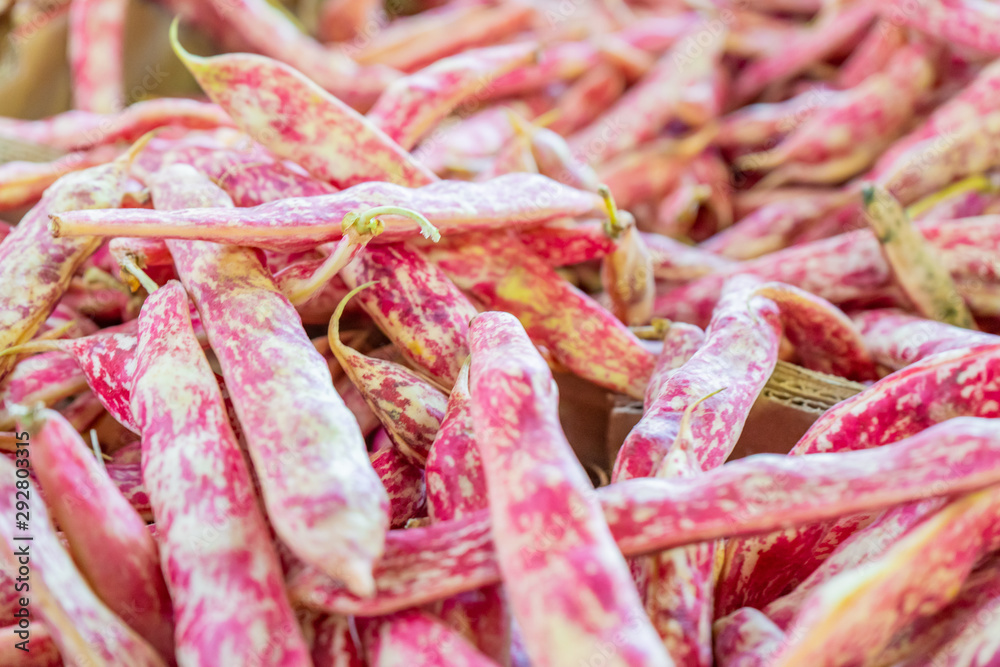 Romano Italian Pole Bean