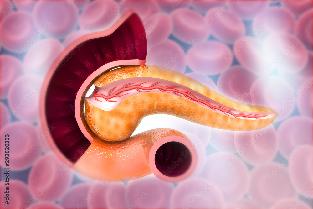 Cross Section Of Pancreas on bloodcells background. 3d render. Stock ...