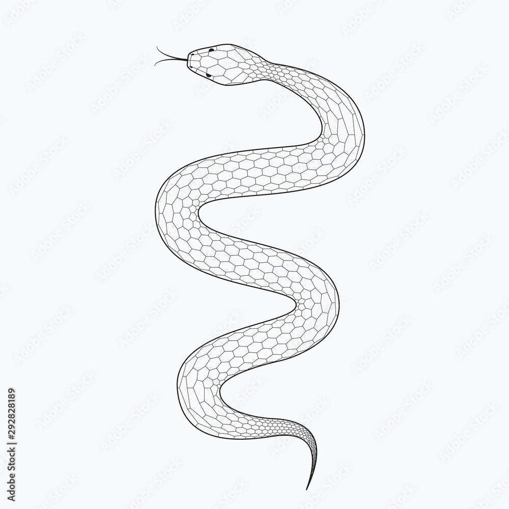 Snake, vector illustration isolated on white background. Line design ...