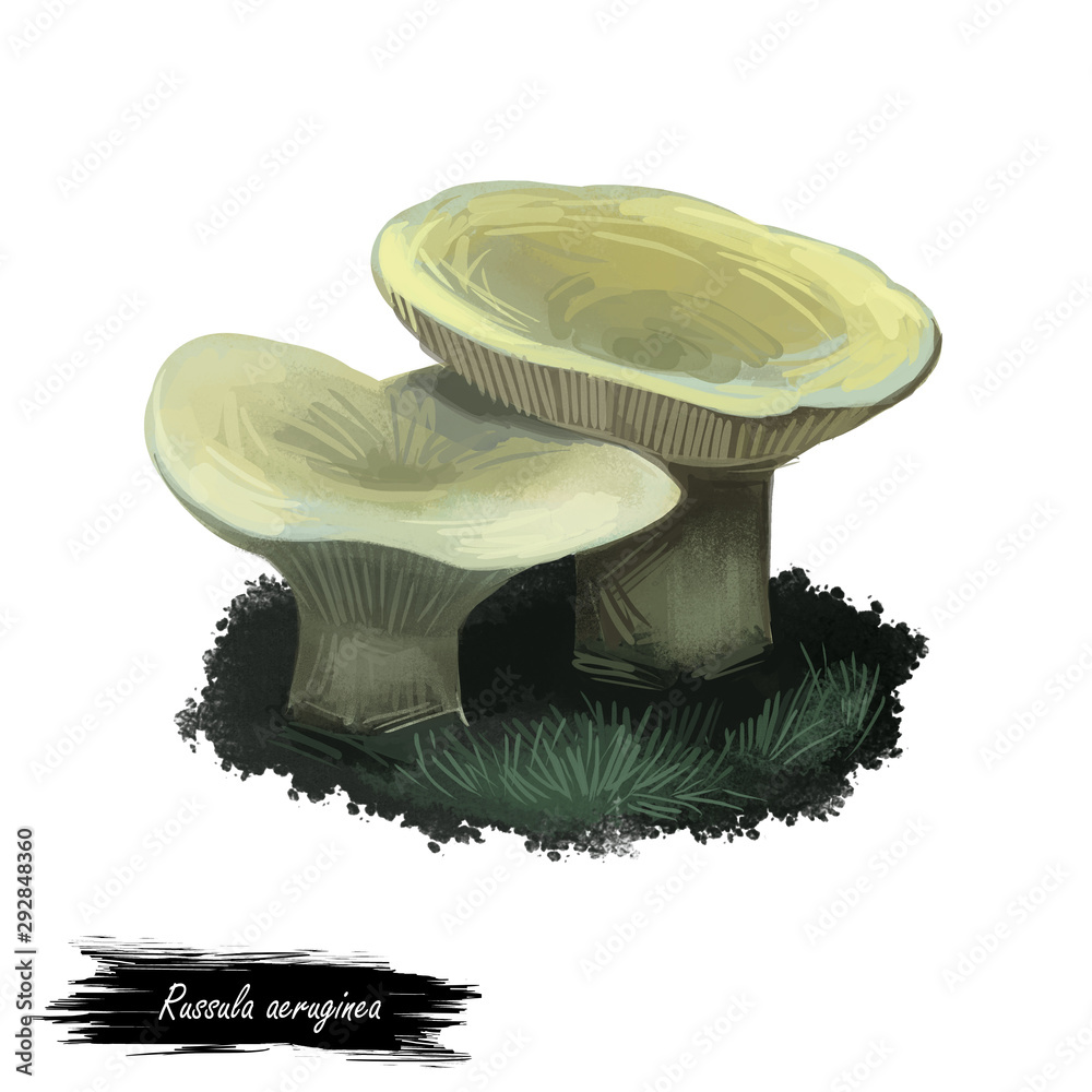 Russula aeruginea, tacky or grass green mushroom closeup digital art ...