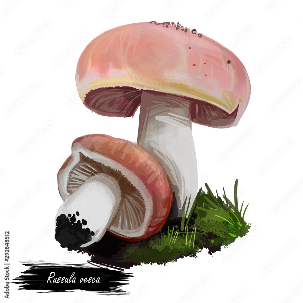Russula vesca, bare toothed or flirt basidiomycete mushroom closeup ...