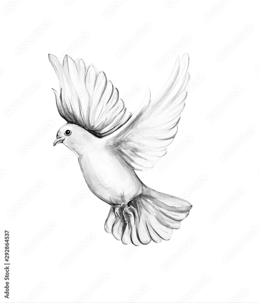 Peace bird, dove, art, water color drawing Stock Illustration | Adobe Stock
