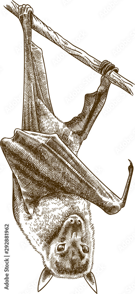 Vector antique engraving drawing illustration of large flying fox or ...
