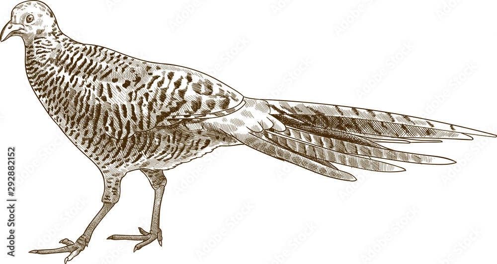 Vector antique engraving drawing illustration of pheasant female ...