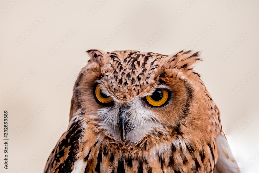 owl's head and its beautiful piercing eyes Stock Photo | Adobe Stock