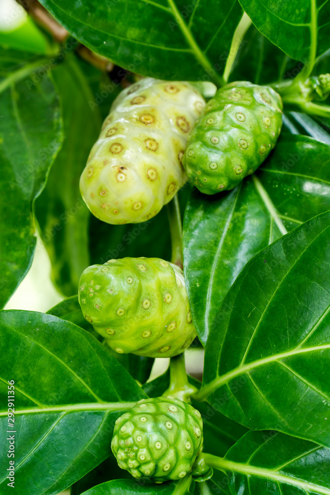 Great morinda fruit or Tahitian noni fruit on tree with green leaves ...