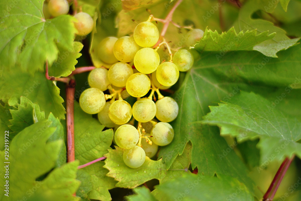 Beautiful Grapes Garden