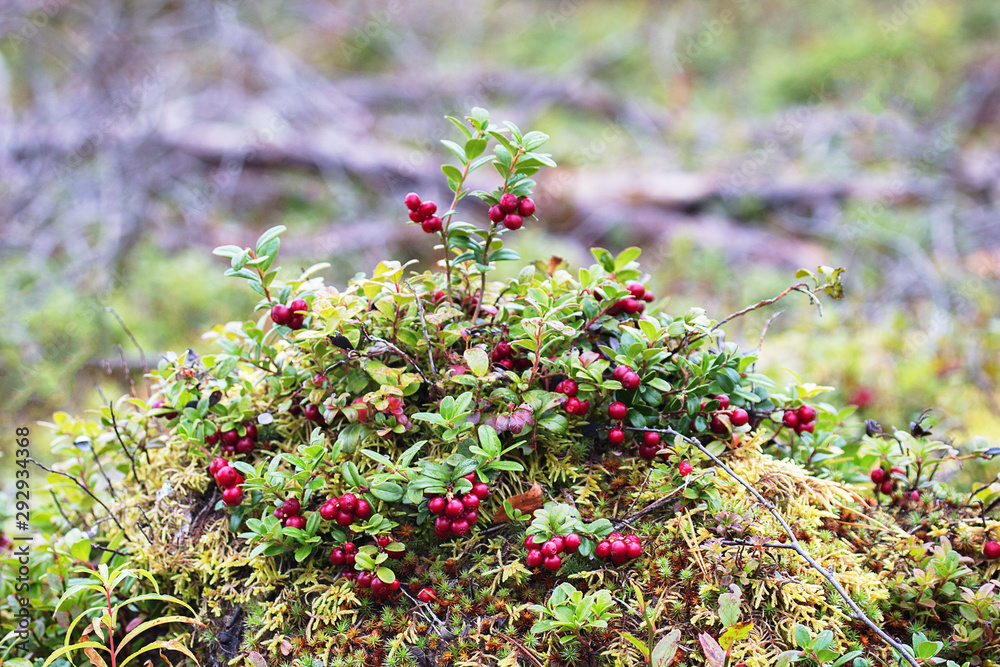 Shrub red bilberry in old forest felling. Lots of red berries Stock ...
